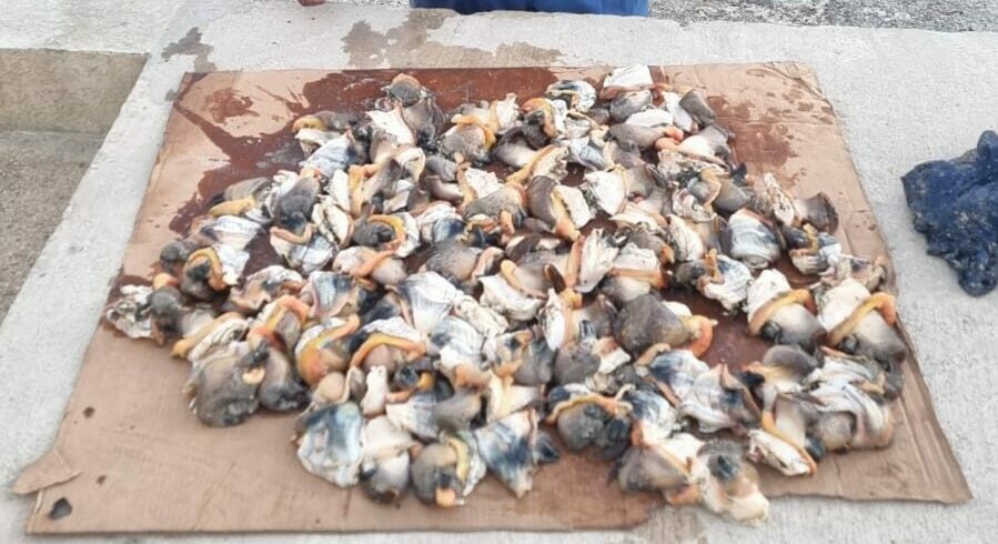 Two men face charges after 40 lbs of poached conch seized - Cayman Compass