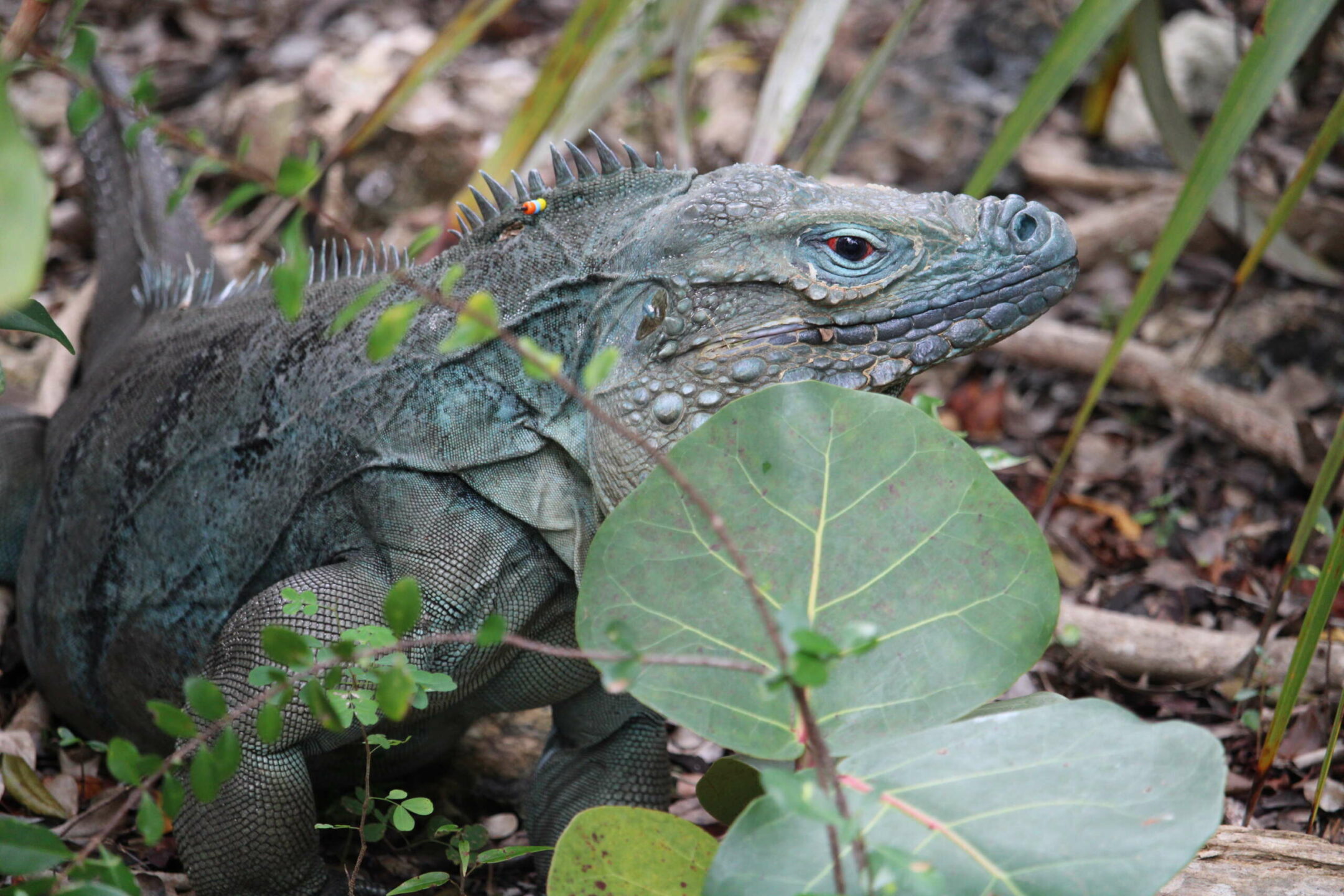 Hatching a plan for Cayman's blue dragons - Cayman Compass