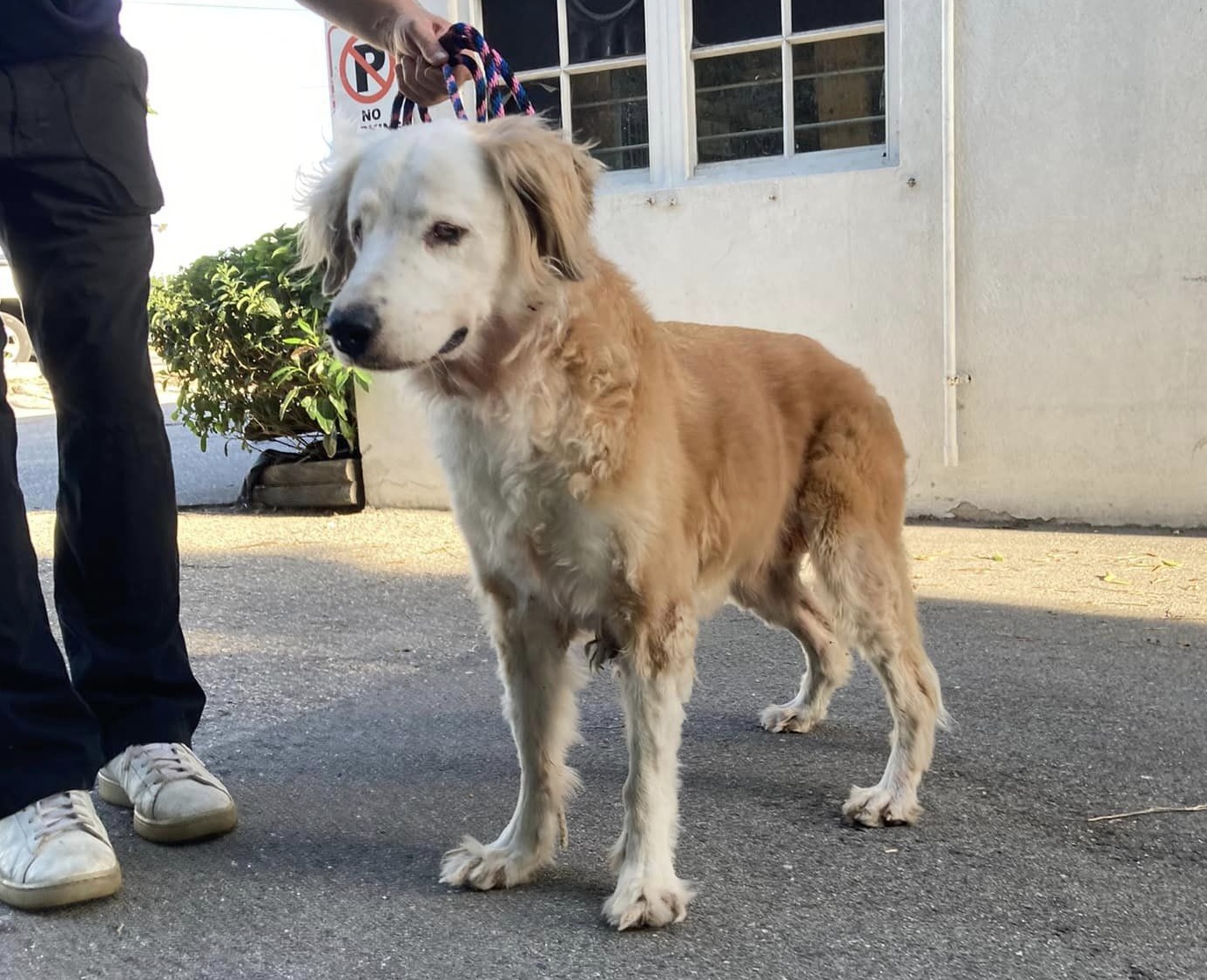 Humane Society overwhelmed with animals despite full shelter - Cayman ...