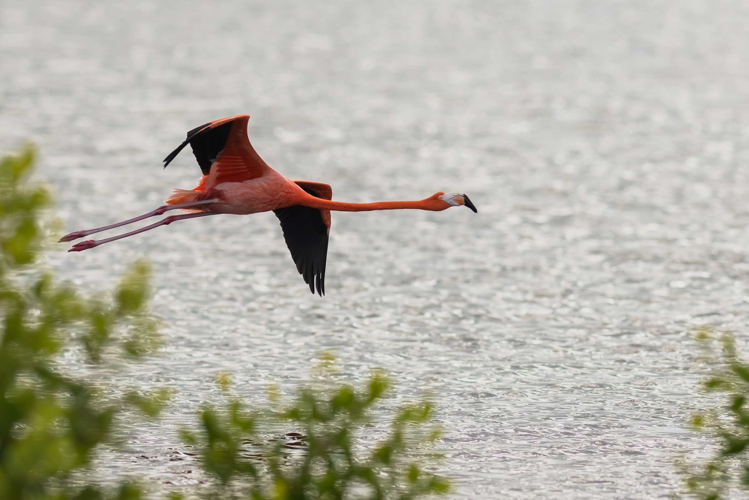 Cayman student sells 'flamingo-ade' to raise funds for National Trust ...