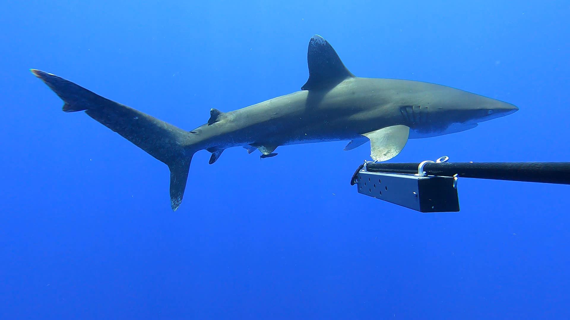 Multiple rare whitetip sharks recorded in Cayman - Cayman Compass