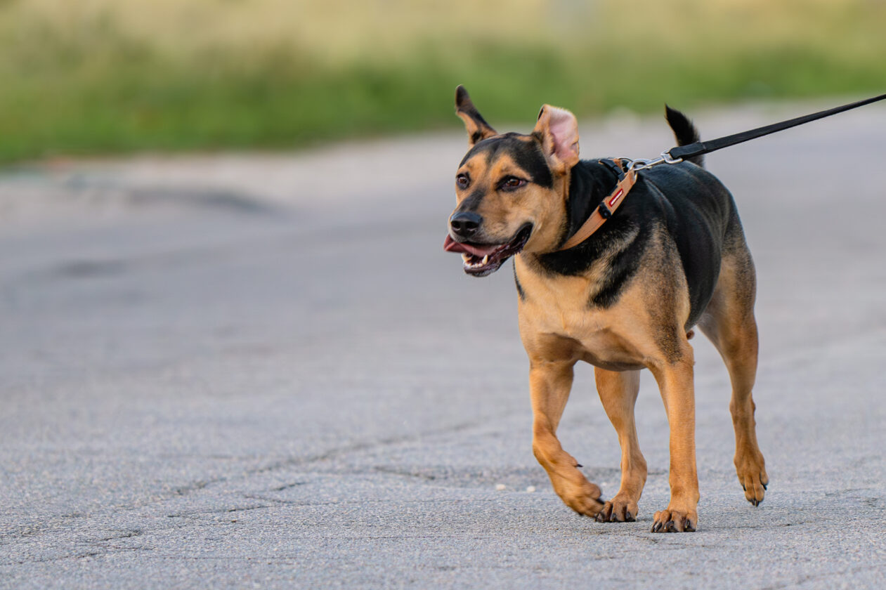 In photos: Paws-ative crowd at annual One Dog Jog - Cayman Compass
