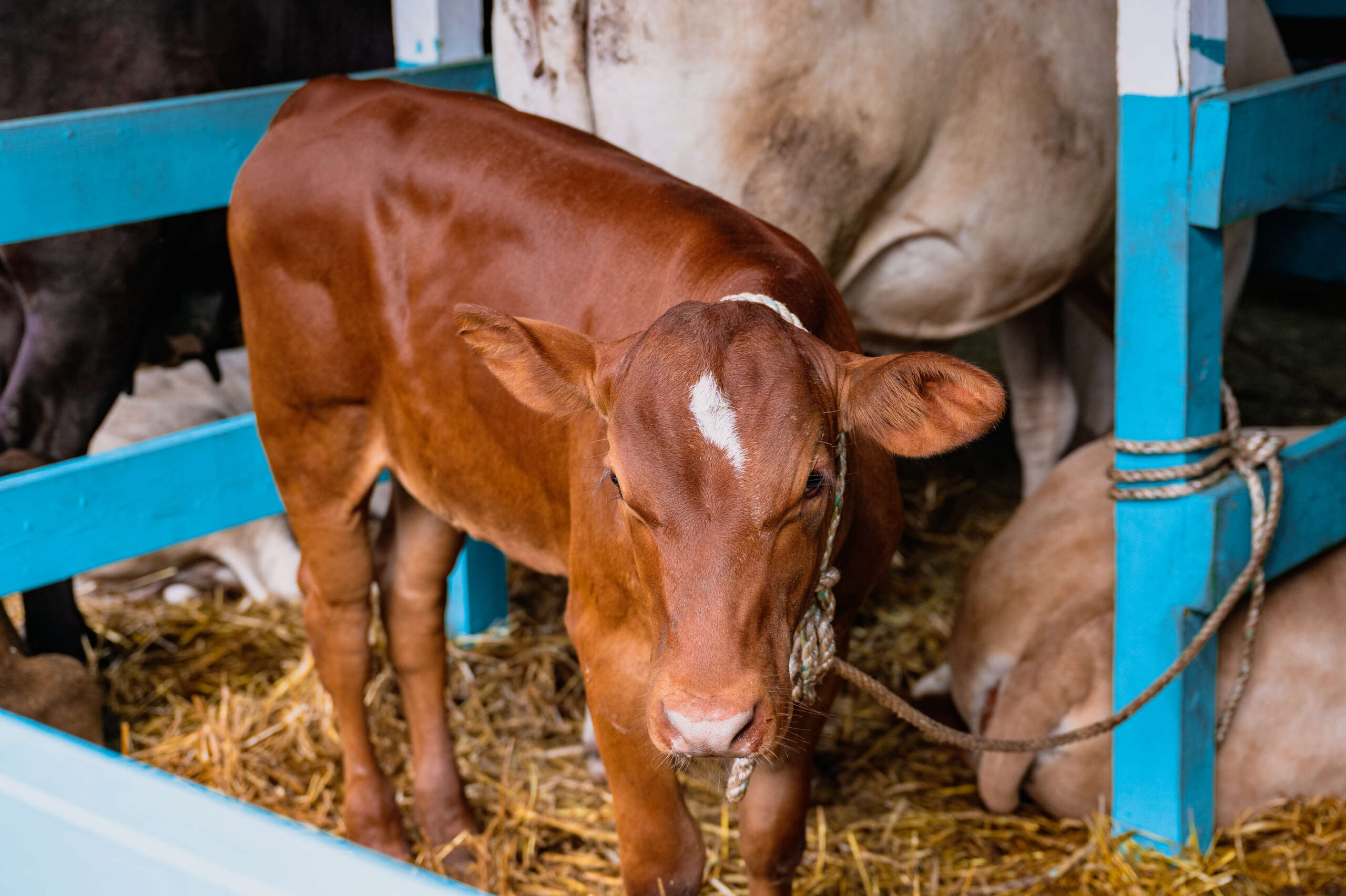 Agricultural Show 2024-6 - Cayman Compass
