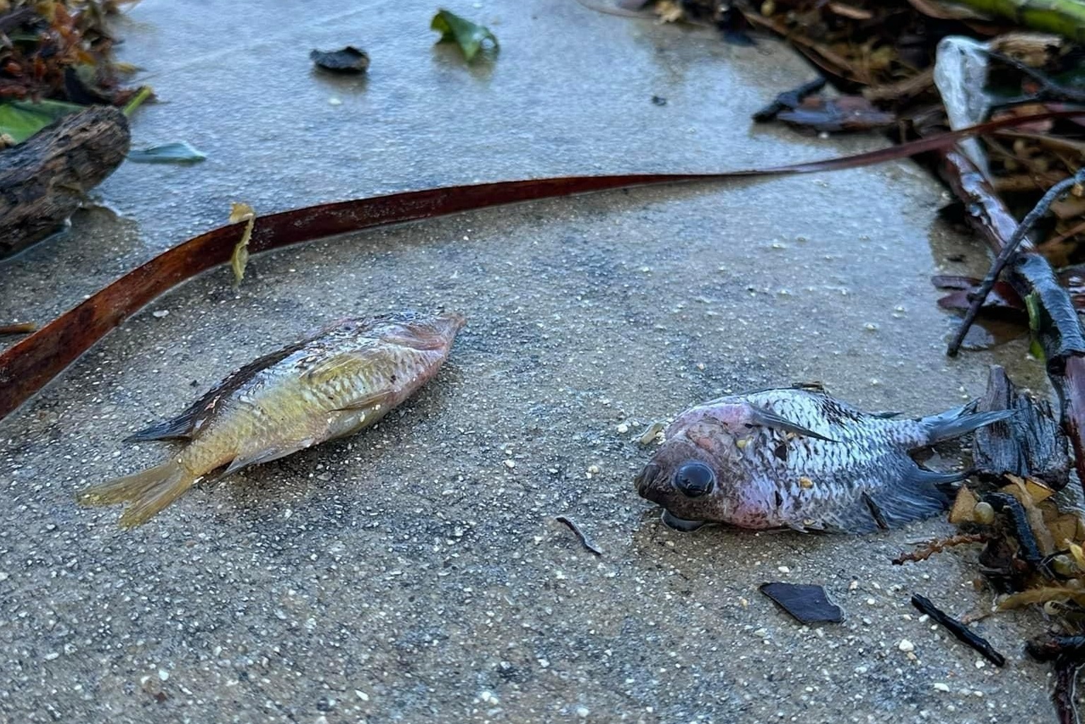 Fish on the street - Cayman Compass