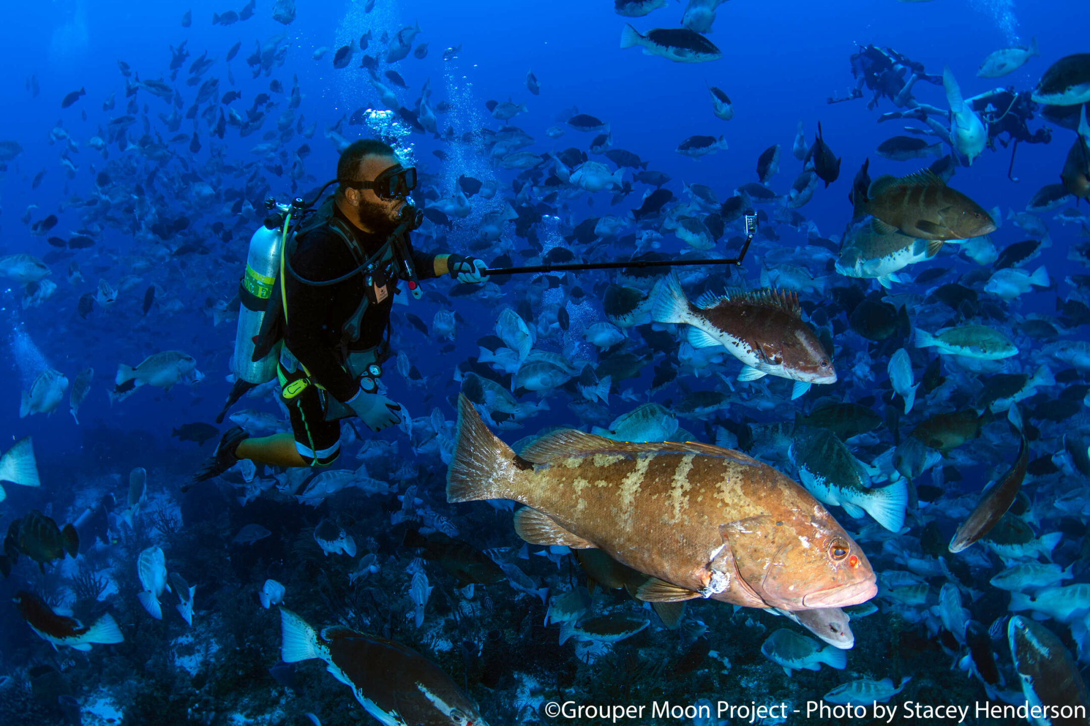 Nassau groupers recovering in Little Cayman, struggling in Grand Cayman ...