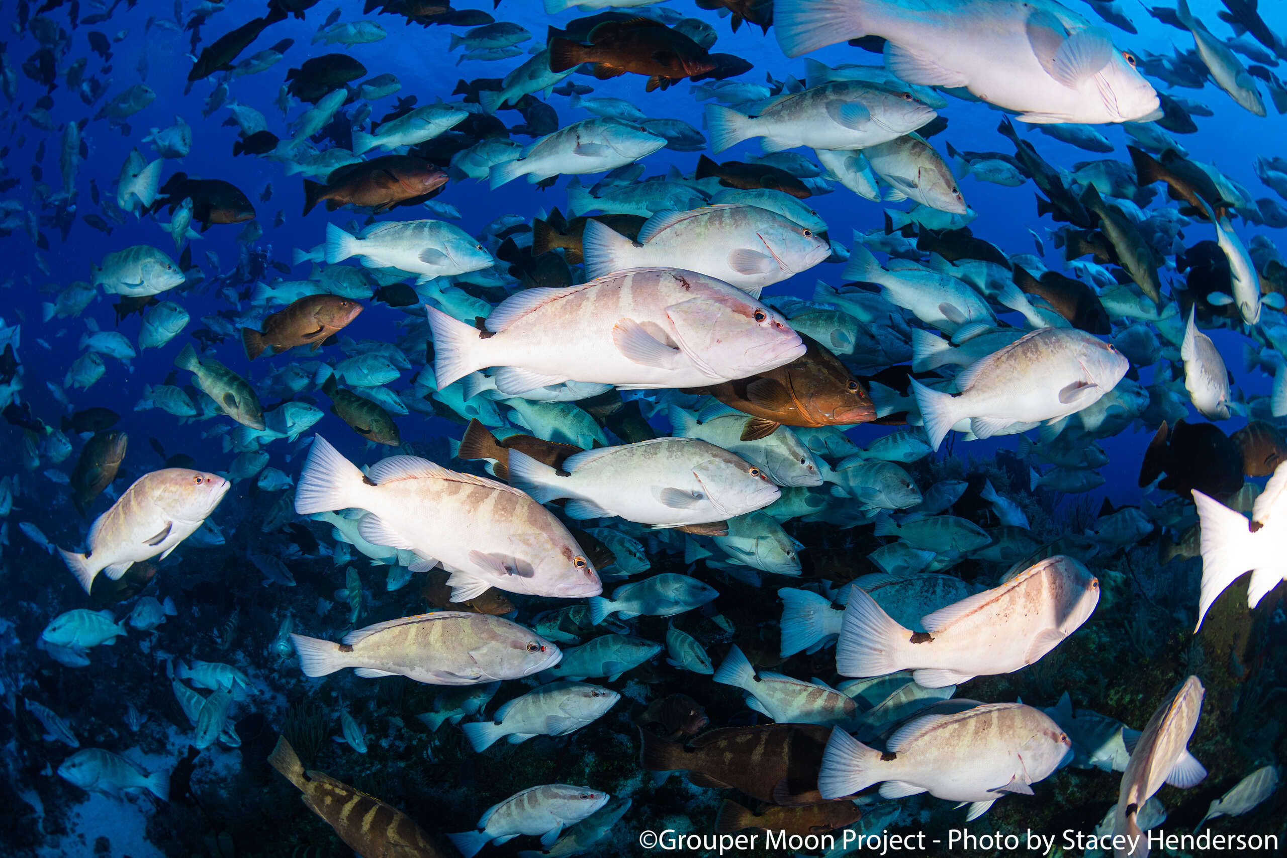 Nassau groupers recovering in Little Cayman, struggling in Grand Cayman ...