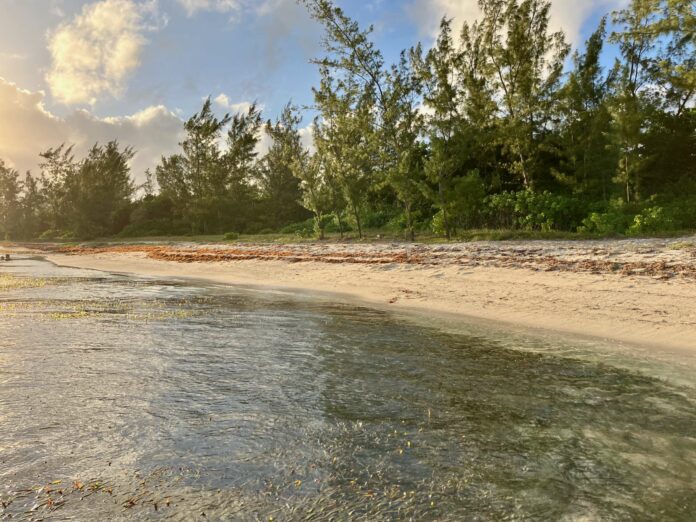 Pease Bay beach revamp to include turtle-shaped roundabout - Cayman Compass