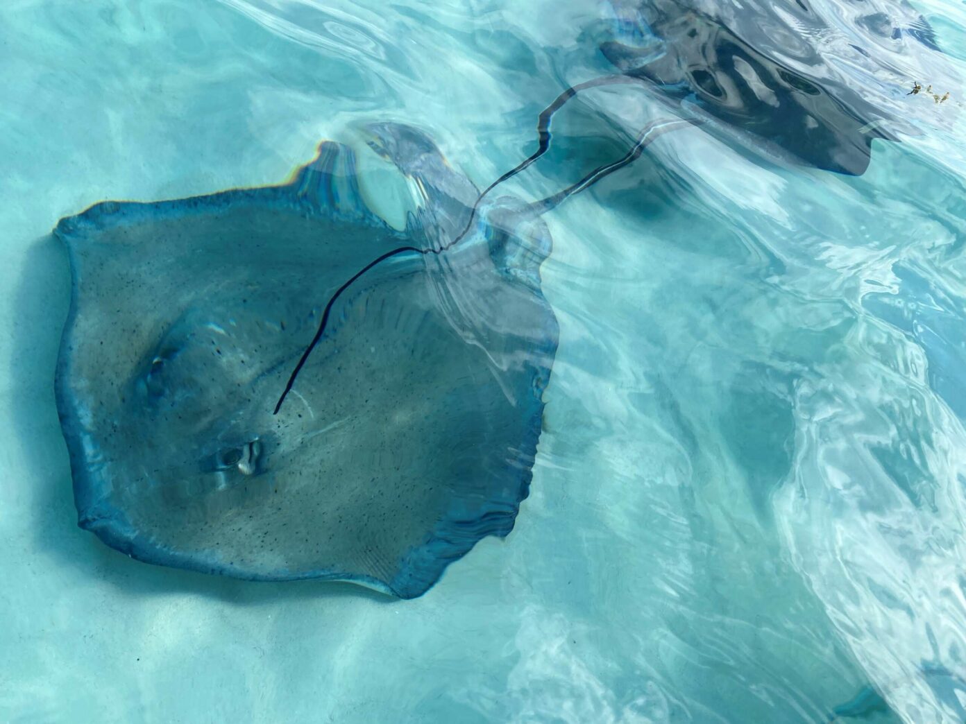 Boaters Look Beyond Stingray City Moratorium Cayman Compass boaters-look-beyond-stingray-city-moratorium-cayman-compass