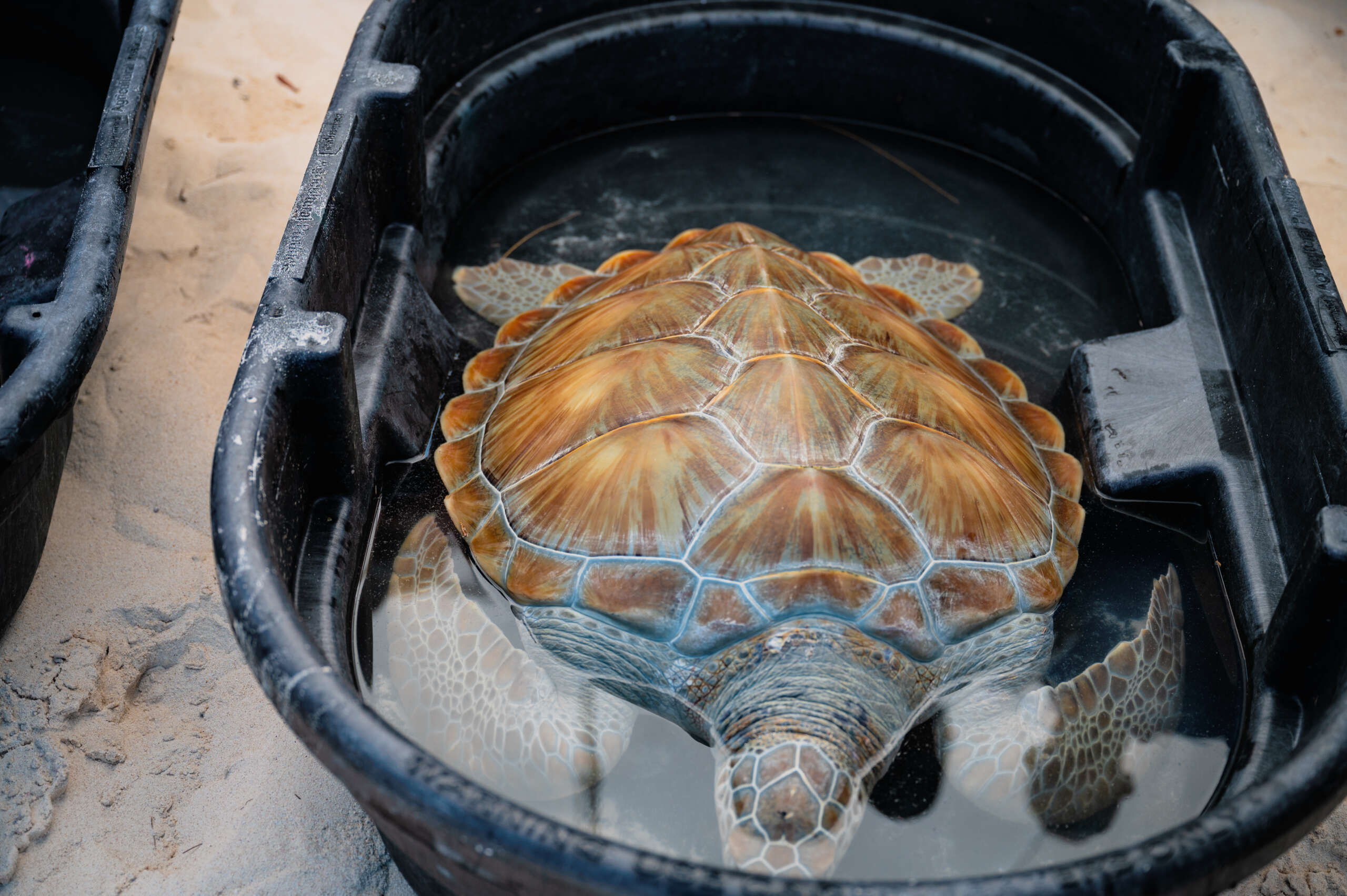 Two turtles released for Earth Day amid anti-plastic message - Cayman Compass