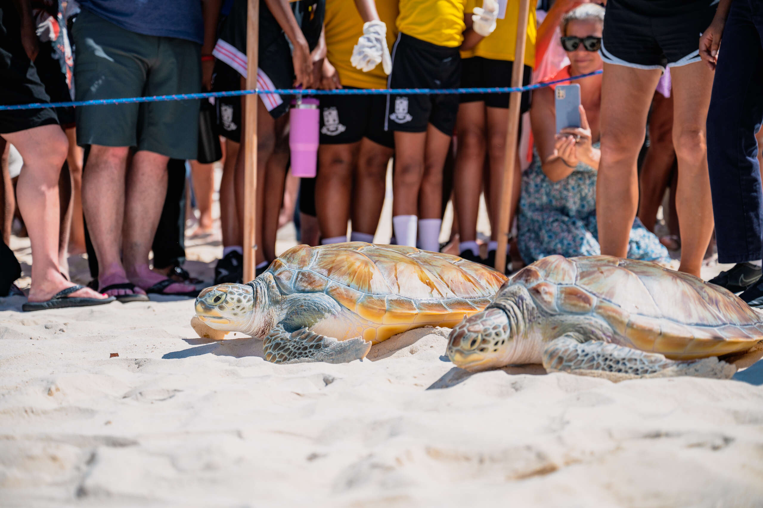 Earth Day Turtle Release-13 - Cayman Compass