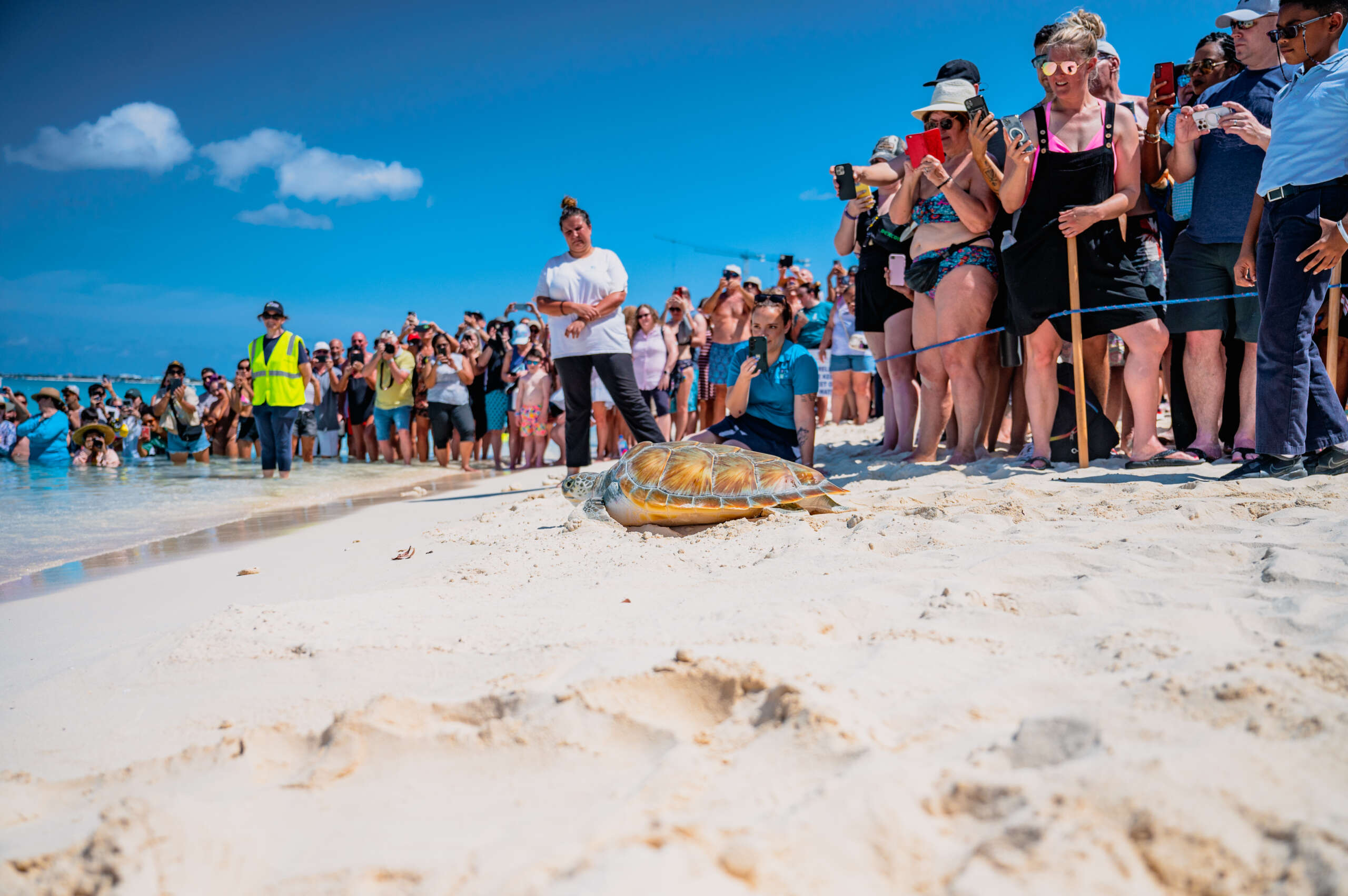 Earth Day Turtle Release-15 - Cayman Compass