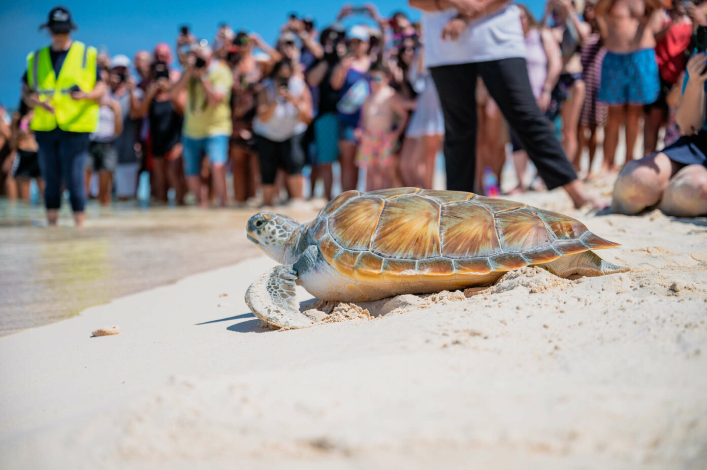 Earth Day Turtle Release-18 - Cayman Compass