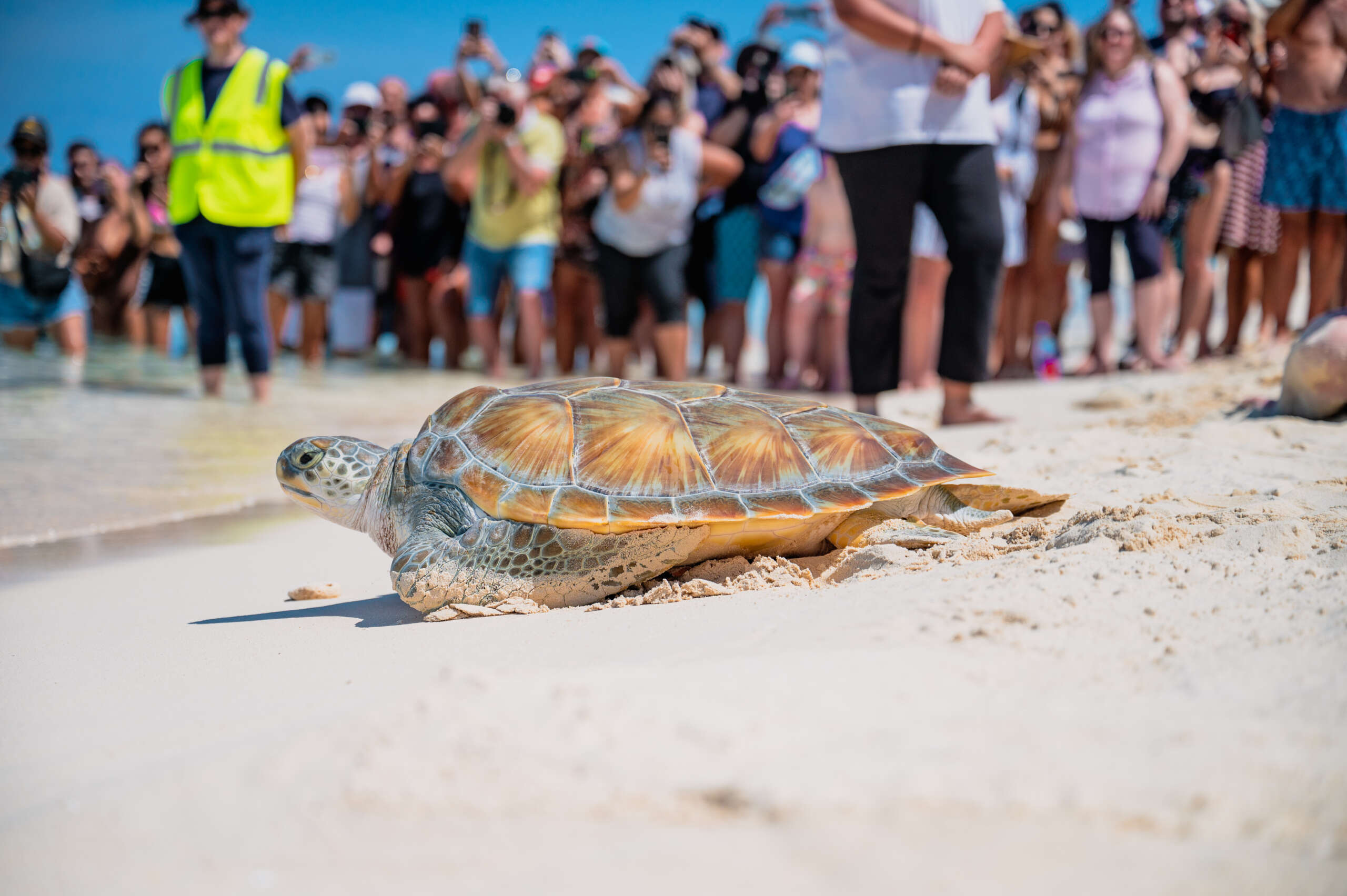 Earth Day Turtle Release-17 - Cayman Compass