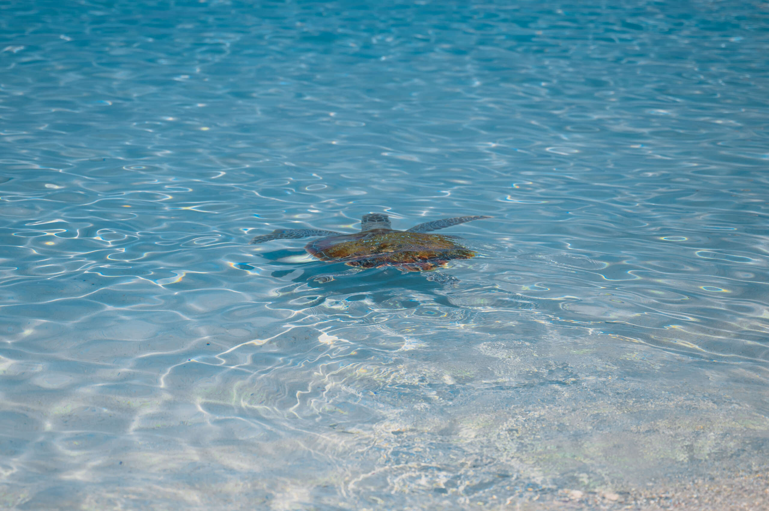 Earth Day Turtle Release-19 - Cayman Compass