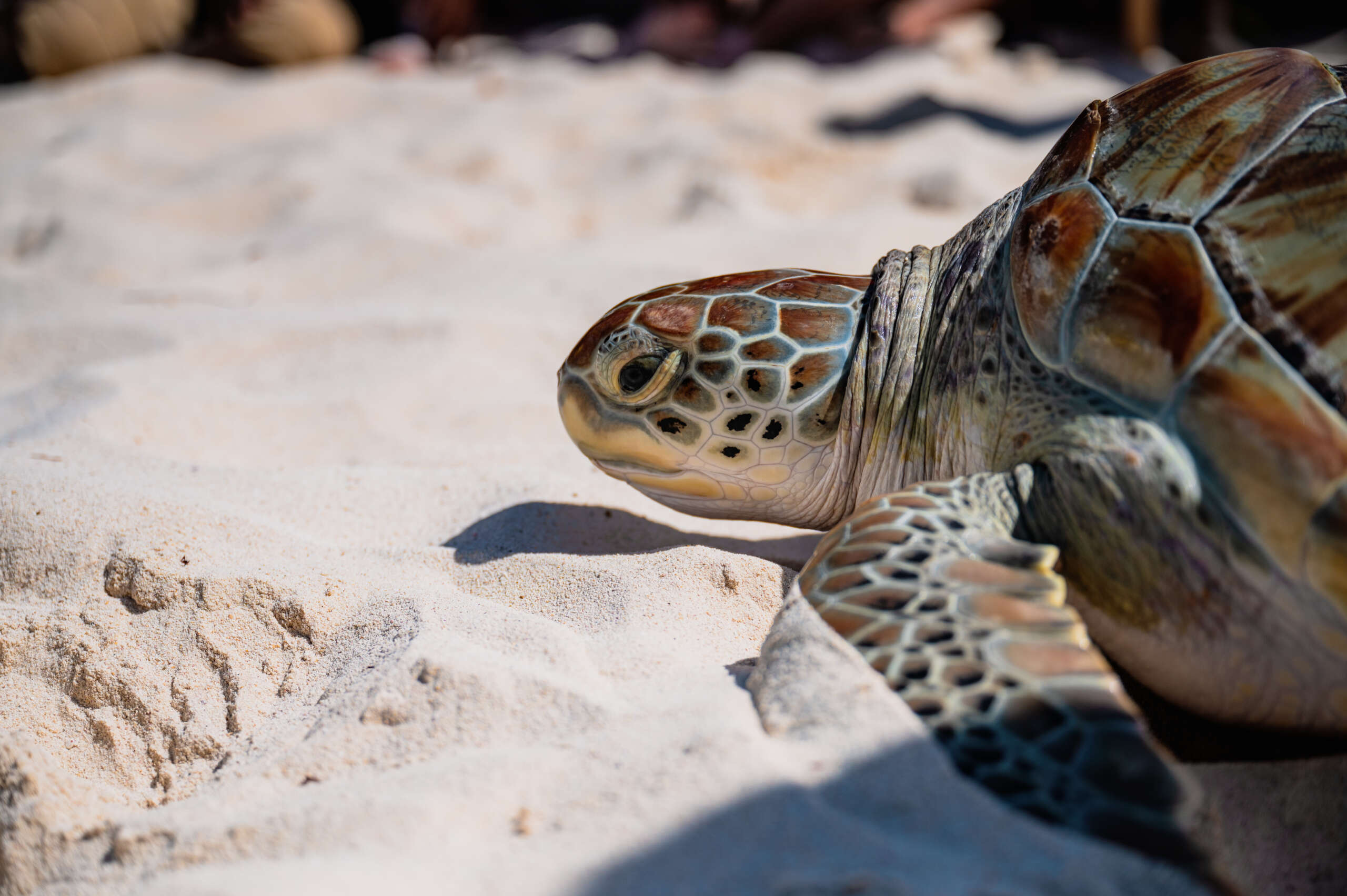 Earth Day Turtle Release-8 - Cayman Compass