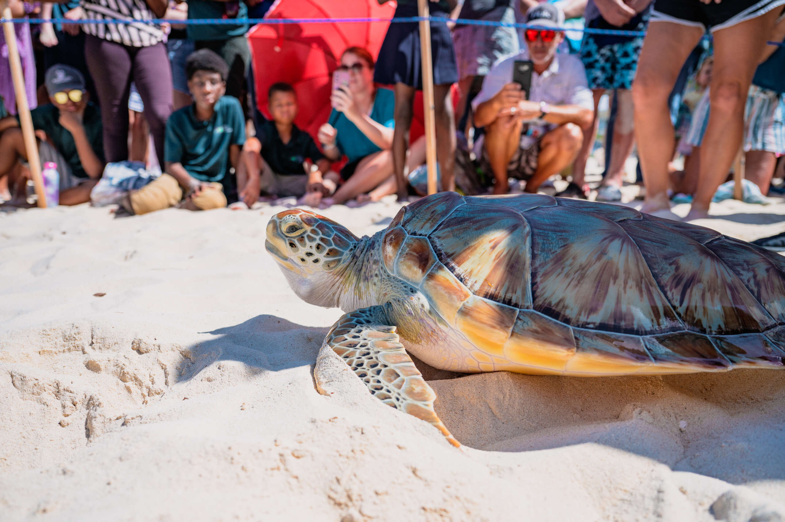 Earth Day Turtle Release-9 - Cayman Compass