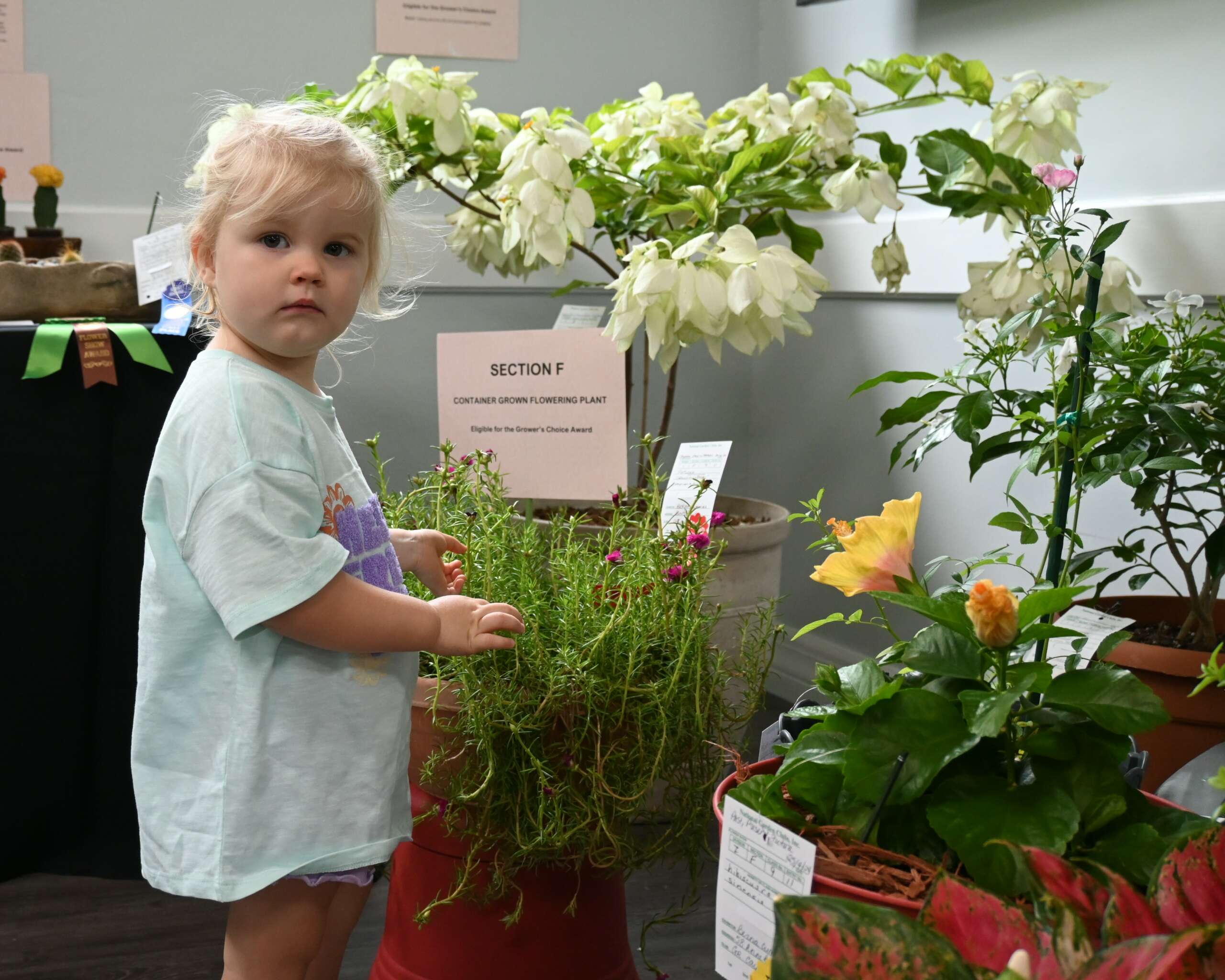 Garden Club's Flower Show shines light on environment - Cayman Compass