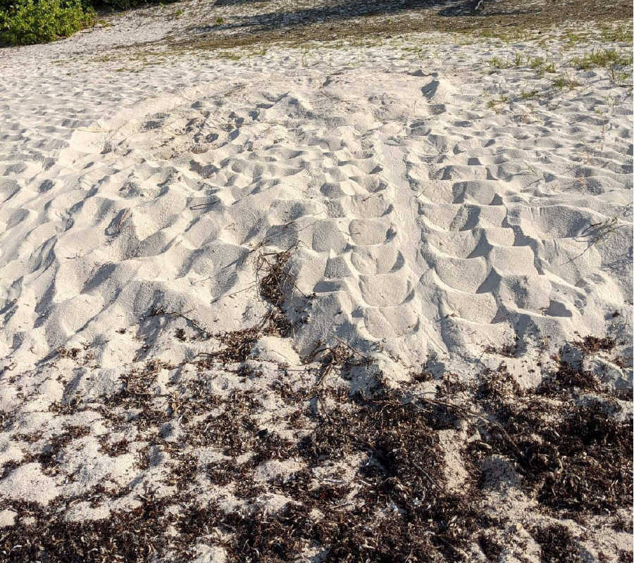 Brac discovery opens 2024 turtle nesting season - Cayman Compass