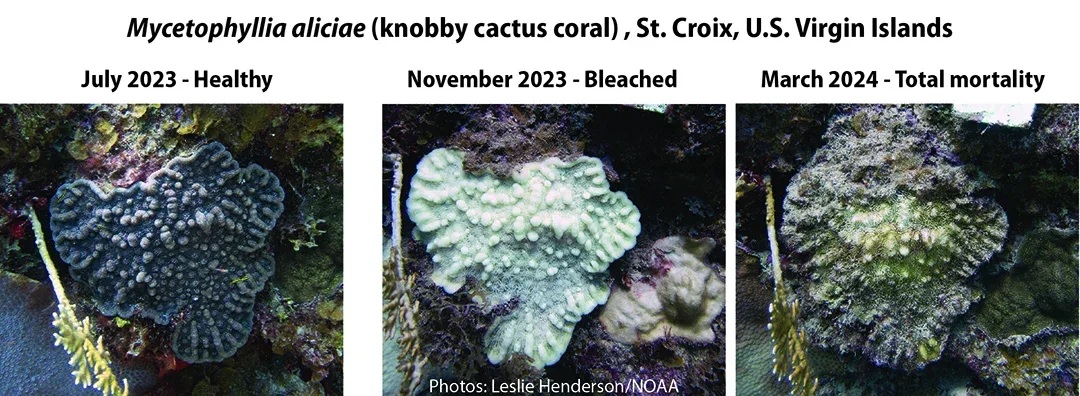Knobby cactus coral St Croix USVI July 20223 to March 2024 - Cayman Compass