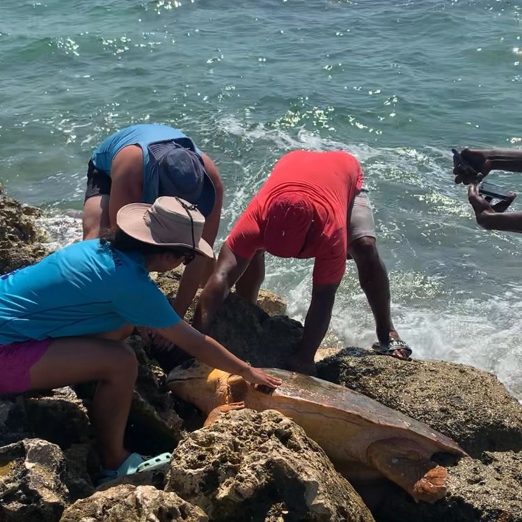 Fishermen help rescue trapped loggerhead turtle - Cayman Compass