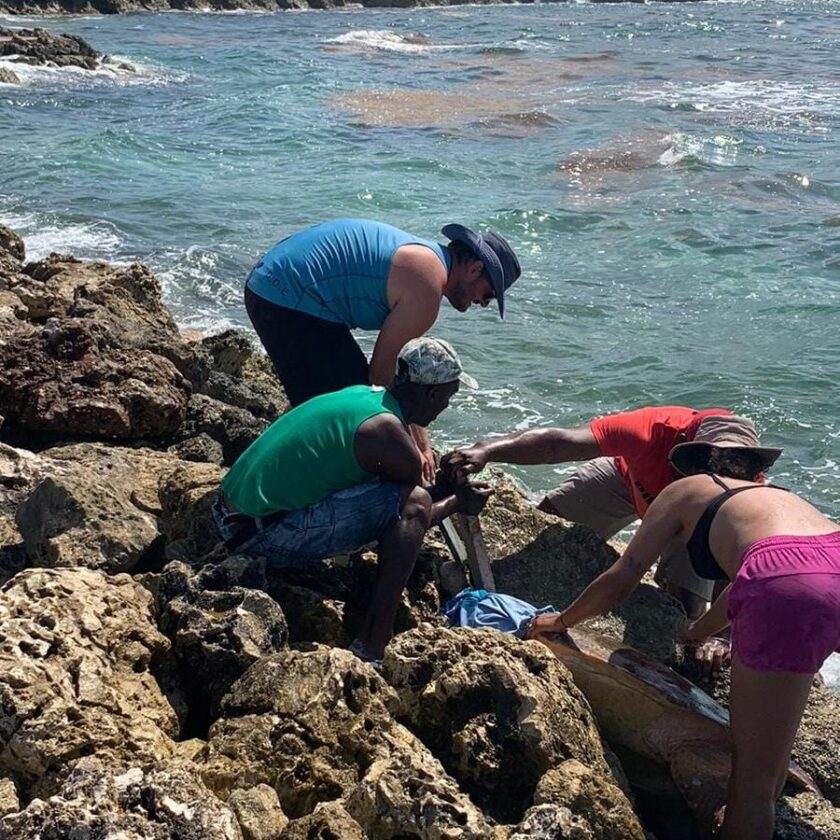 Fishermen help rescue trapped loggerhead turtle - Cayman Compass