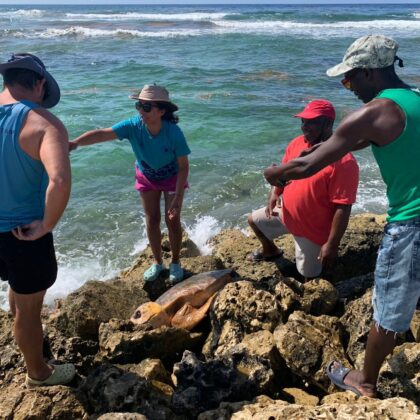 Fishermen help rescue trapped loggerhead turtle - Cayman Compass