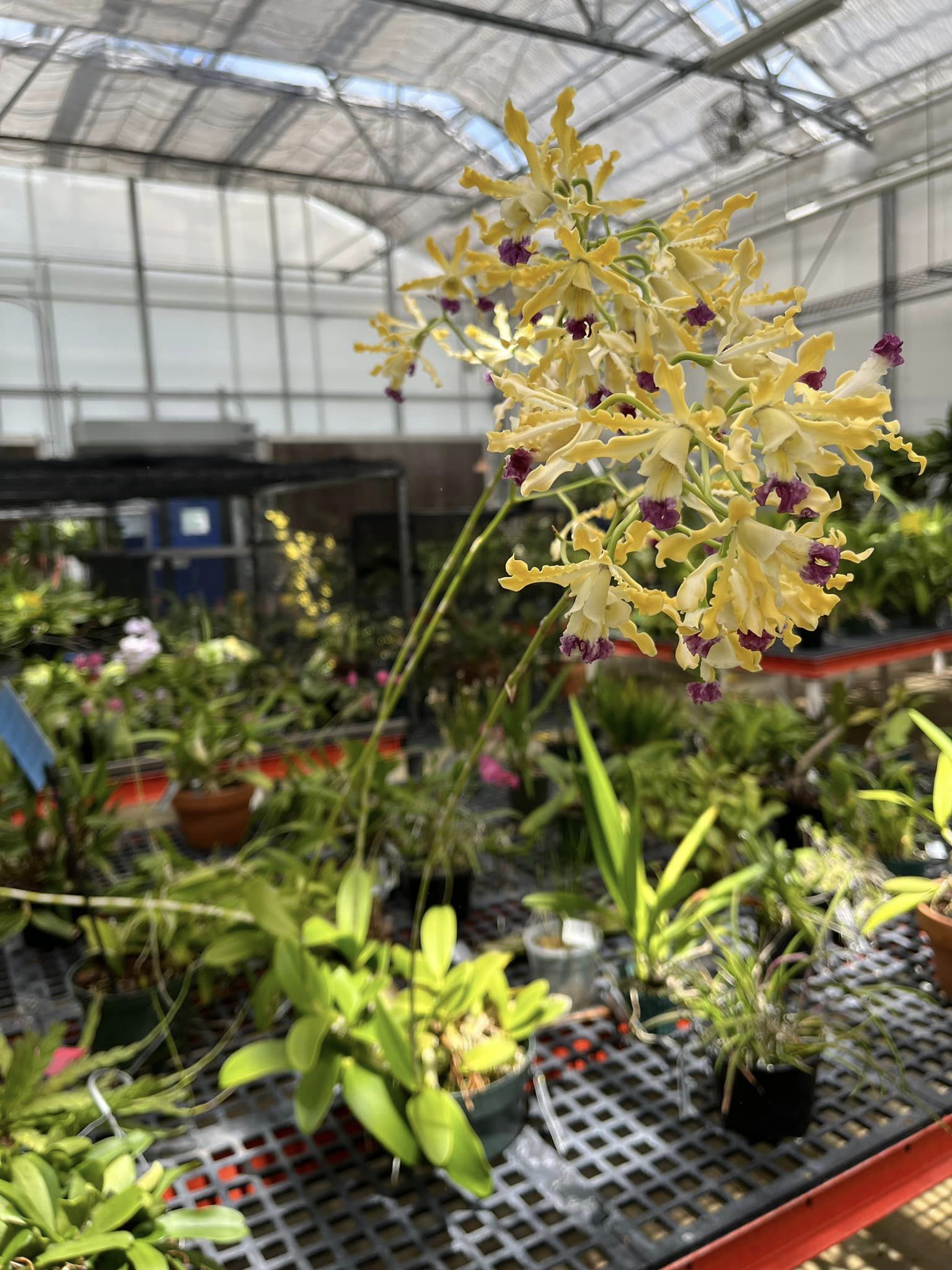 Wild banana orchid blooms for the world at Smithsonian Gardens - Cayman ...