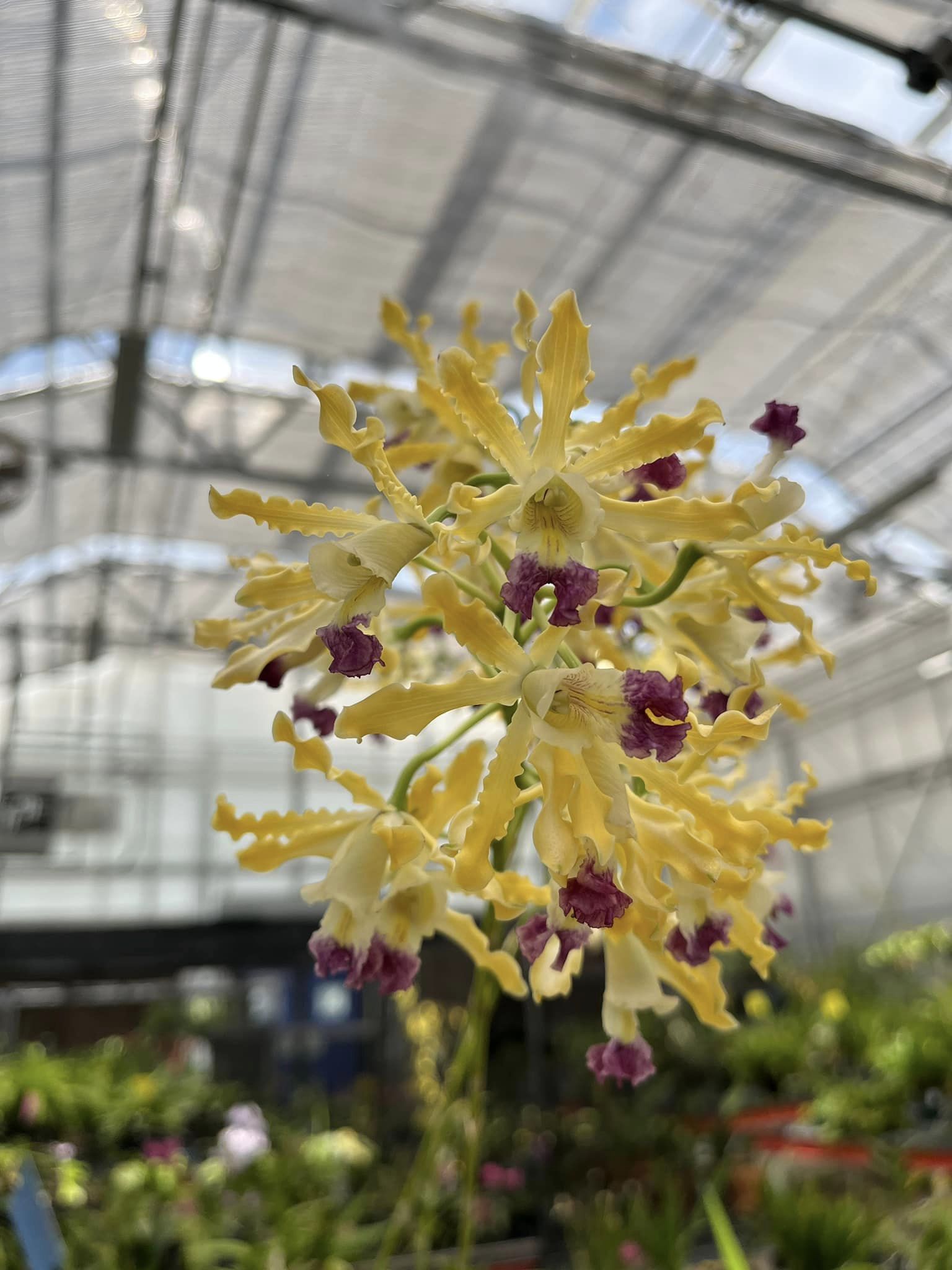 Smithsonian Gardens Orchid Collection - Cayman Compass