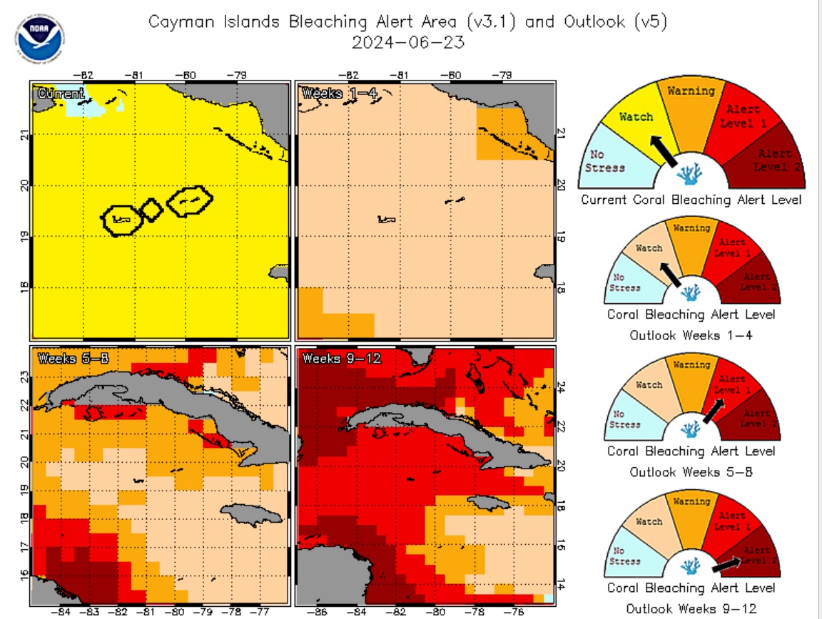 Little Cayman coral report: Bleached but not broken - Cayman Compass