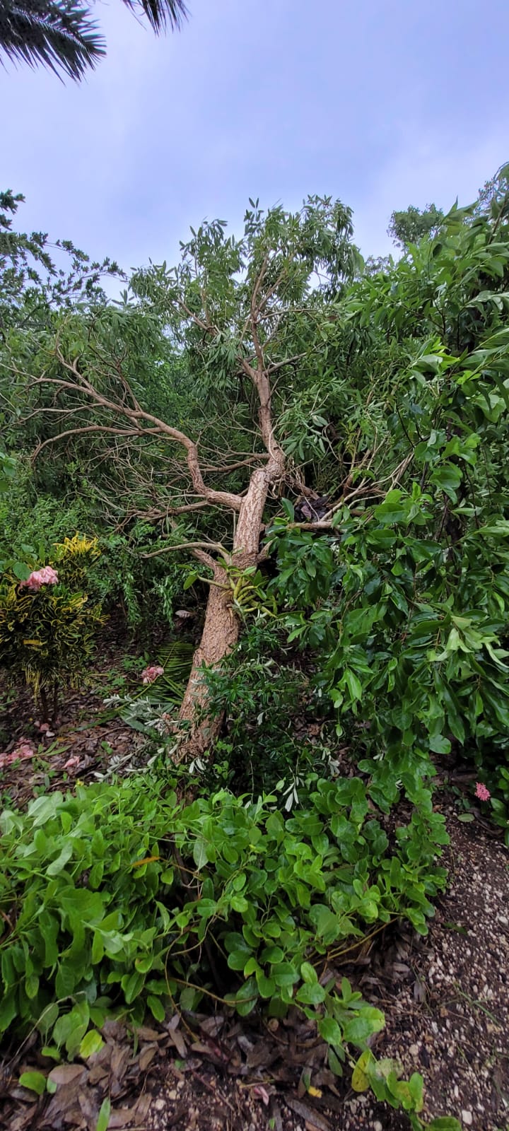 Botanic Park Storm damage 4 - Cayman Compass