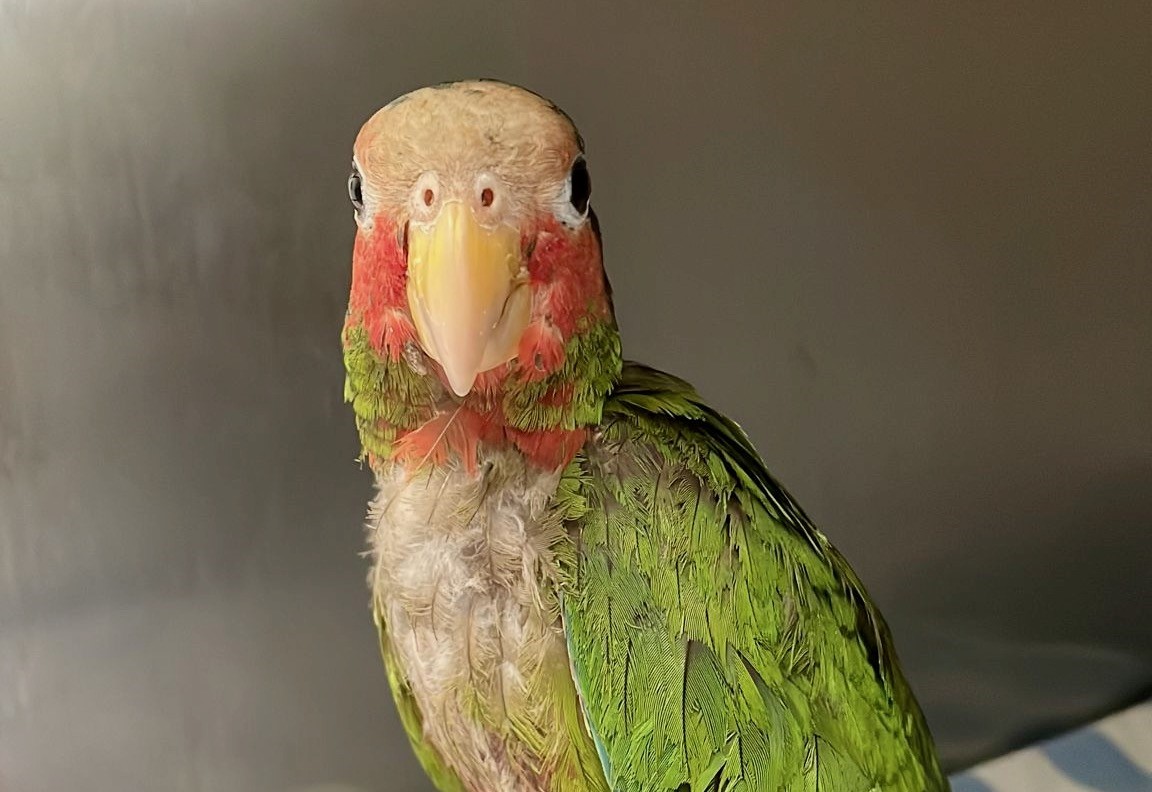 Arrest over caged Cayman parrot that 'can sing like Whitney Houston ...
