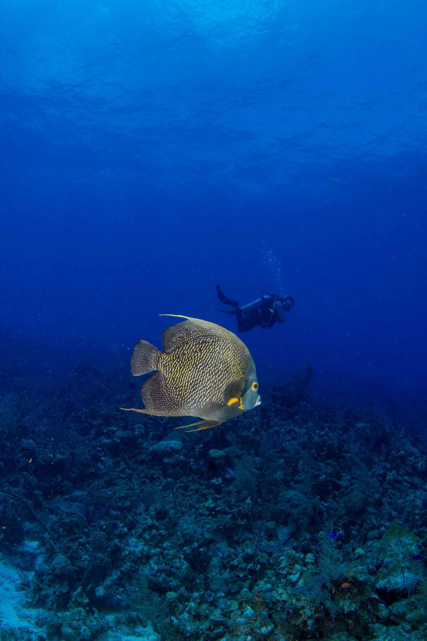 More than 80 divers make a splash for Women's Dive Day - Cayman Compass