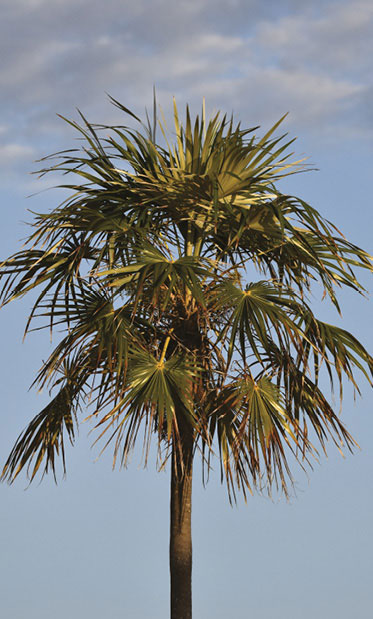 Love our national symbols - Cayman Compass