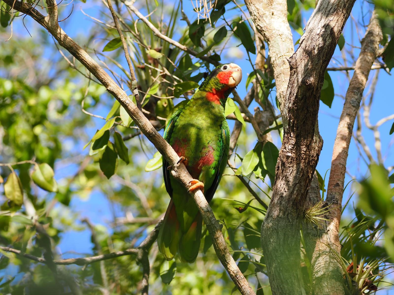 Rare birds flock to Cayman in wake of Hurricane Helene - Cayman Compass