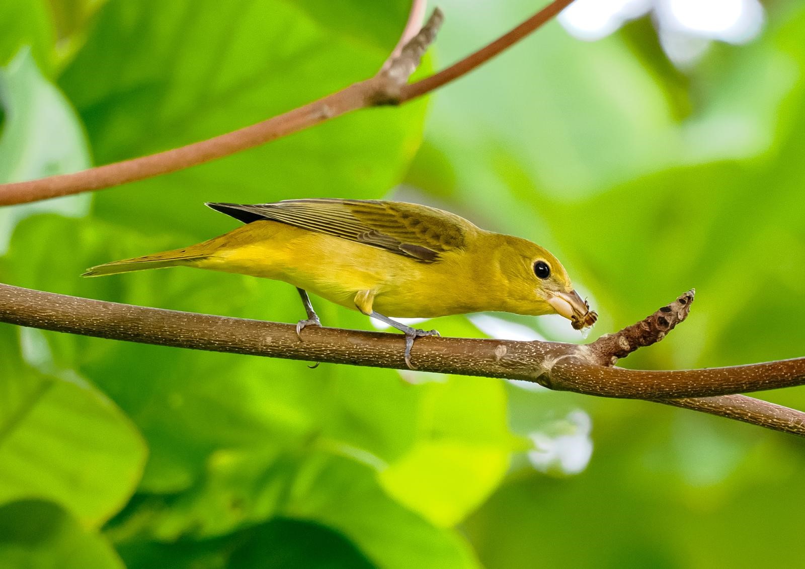 Rare birds flock to Cayman in wake of Hurricane Helene - Cayman Compass