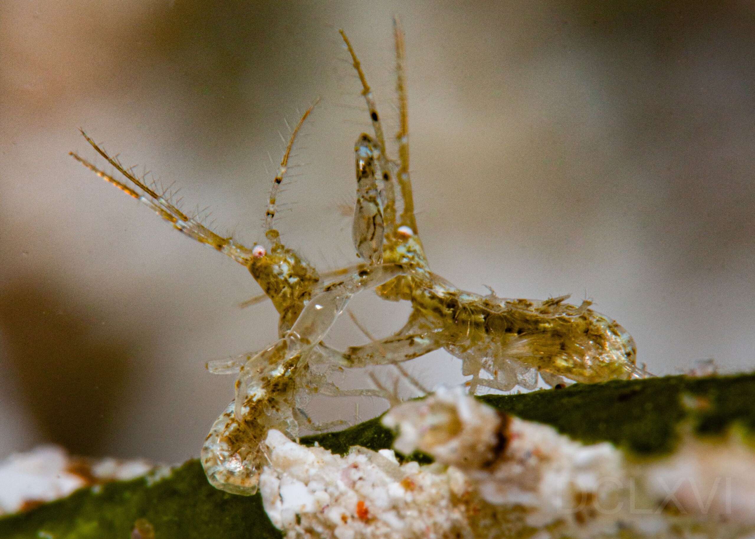 Teeny shrimp-like critter identified in Cayman for first time - Cayman ...