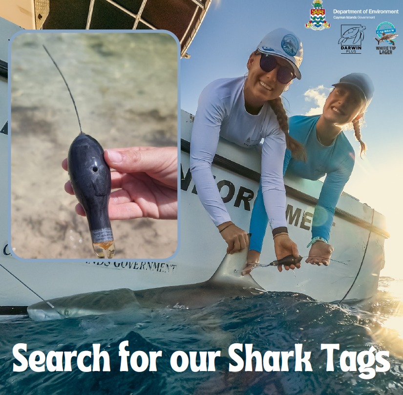 DoE conservation project tracks shark movement and behaviour - Cayman ...