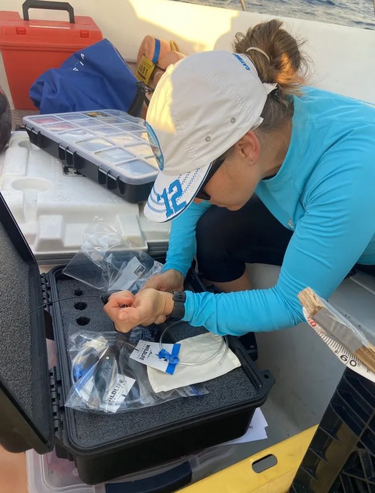 DoE conservation project tracks shark movement and behaviour - Cayman ...