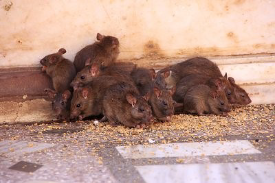Rising rat population threatens native species on Little Cayman ...