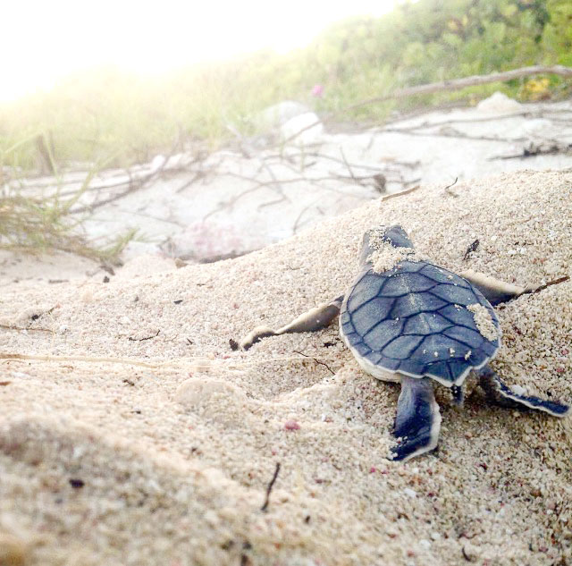 Turtle-friendly lighting push gets a $73k boost - Cayman Compass