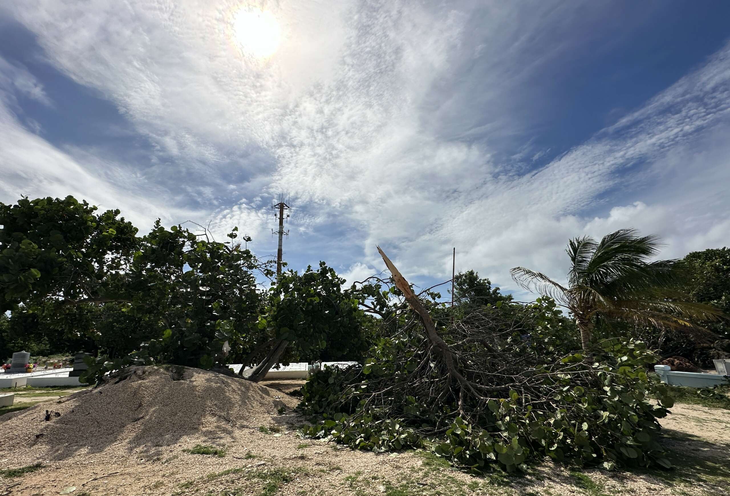 Broken tree - Cayman Compass