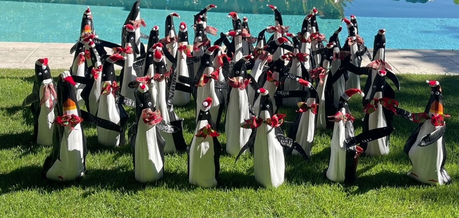 Penguins and reindeer to make appearance at Botanic Park for Christmas ...