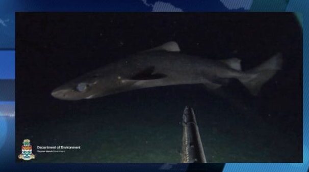 Rare deep-sea shark found in Cayman waters - Cayman Compass