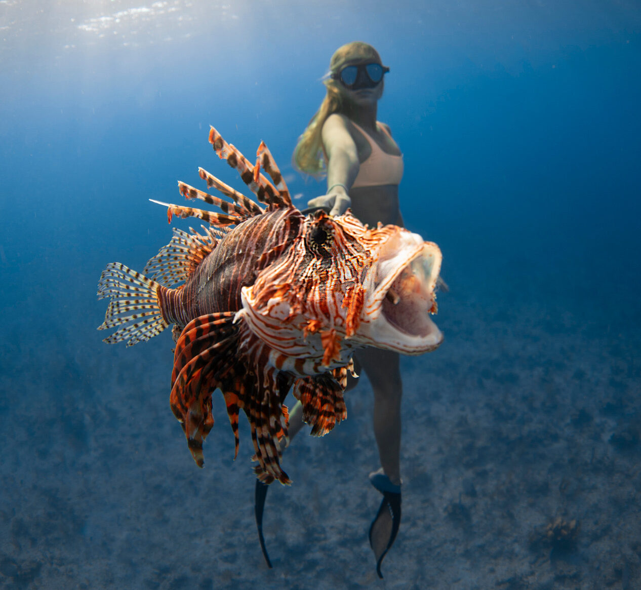 Illegal feeding of sharks puts divers at risk of attack, DoE warns ...