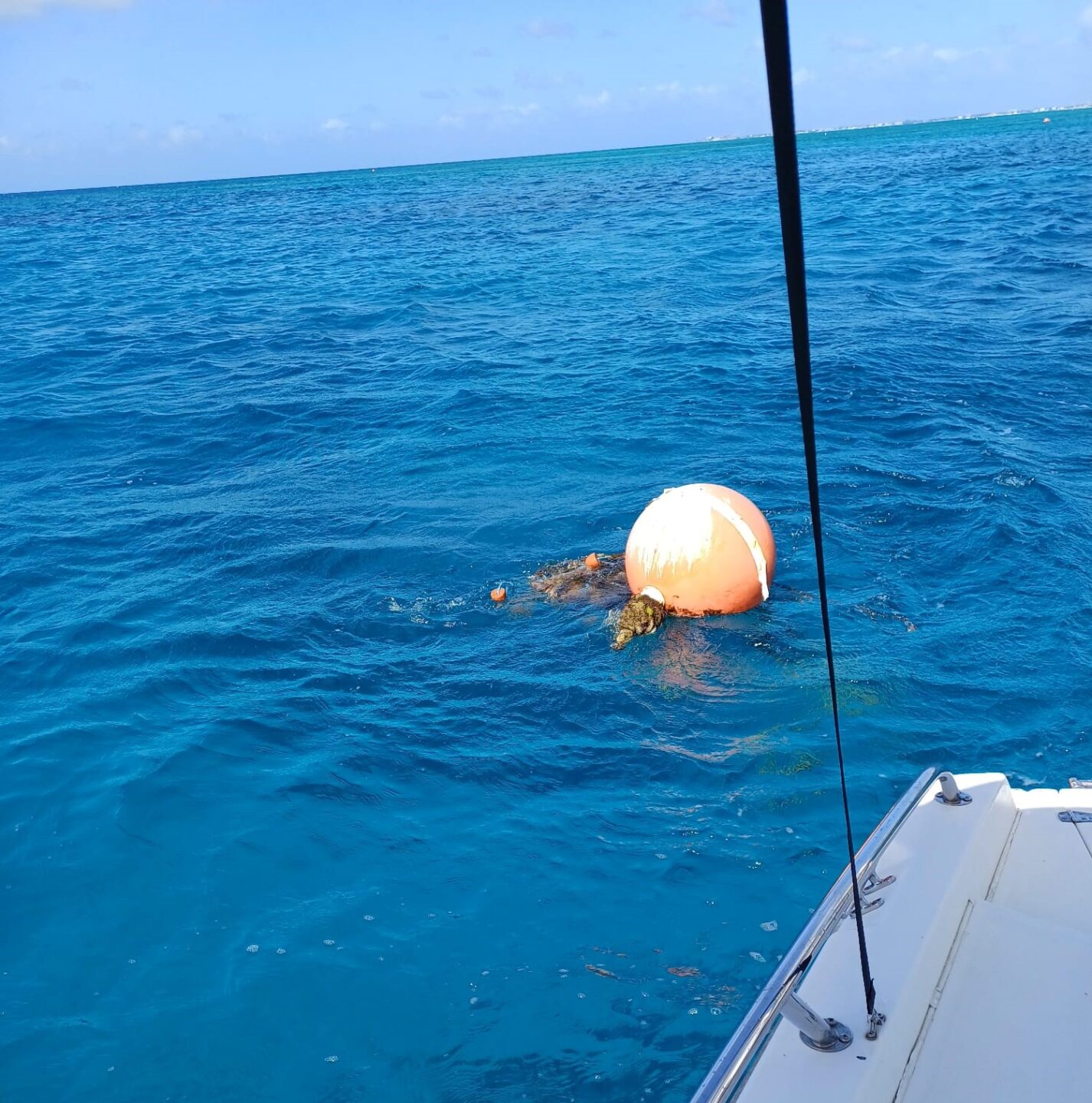 Boat captain rescues entangled turtle - Cayman Compass