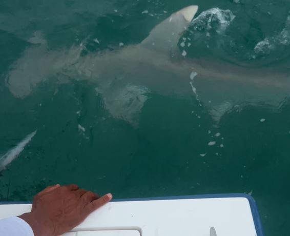 Shark chases fish to Samaritan anglers - Cayman Compass