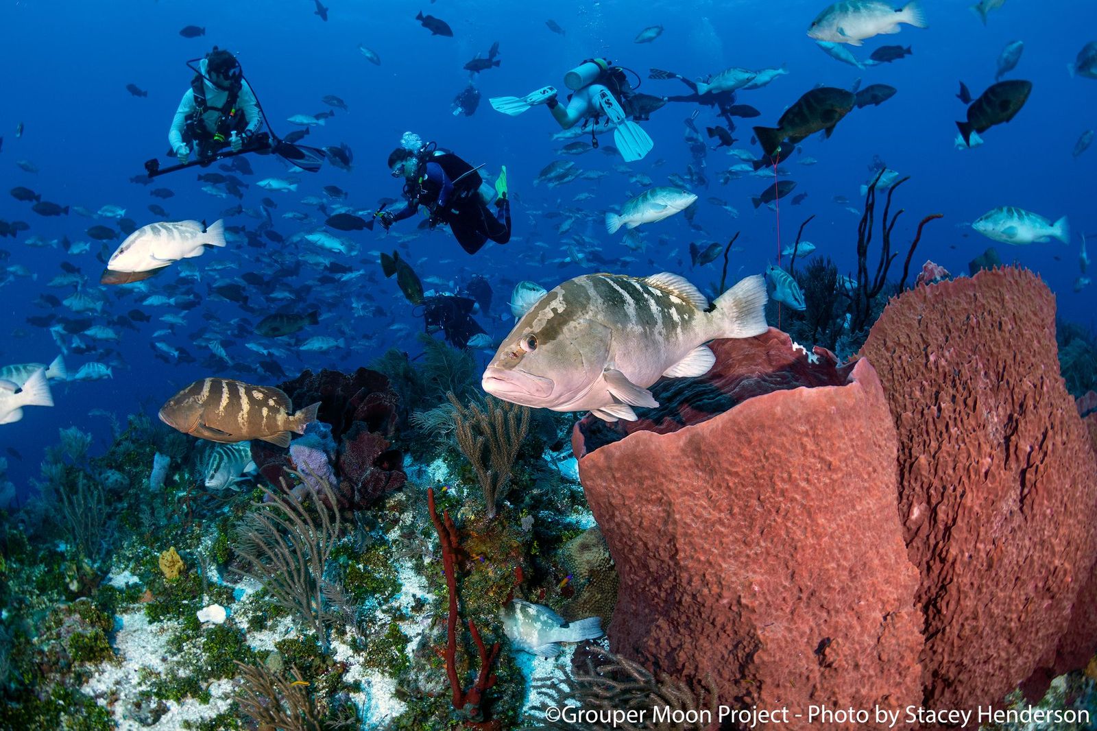 Lack of spawning groupers leaves scientists baffled - Cayman Compass
