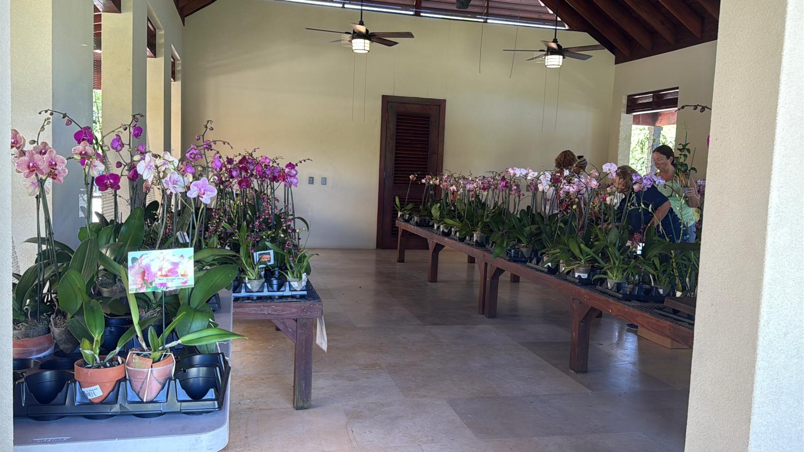 Orchid show attracts appreciative crowds - Cayman Compass
