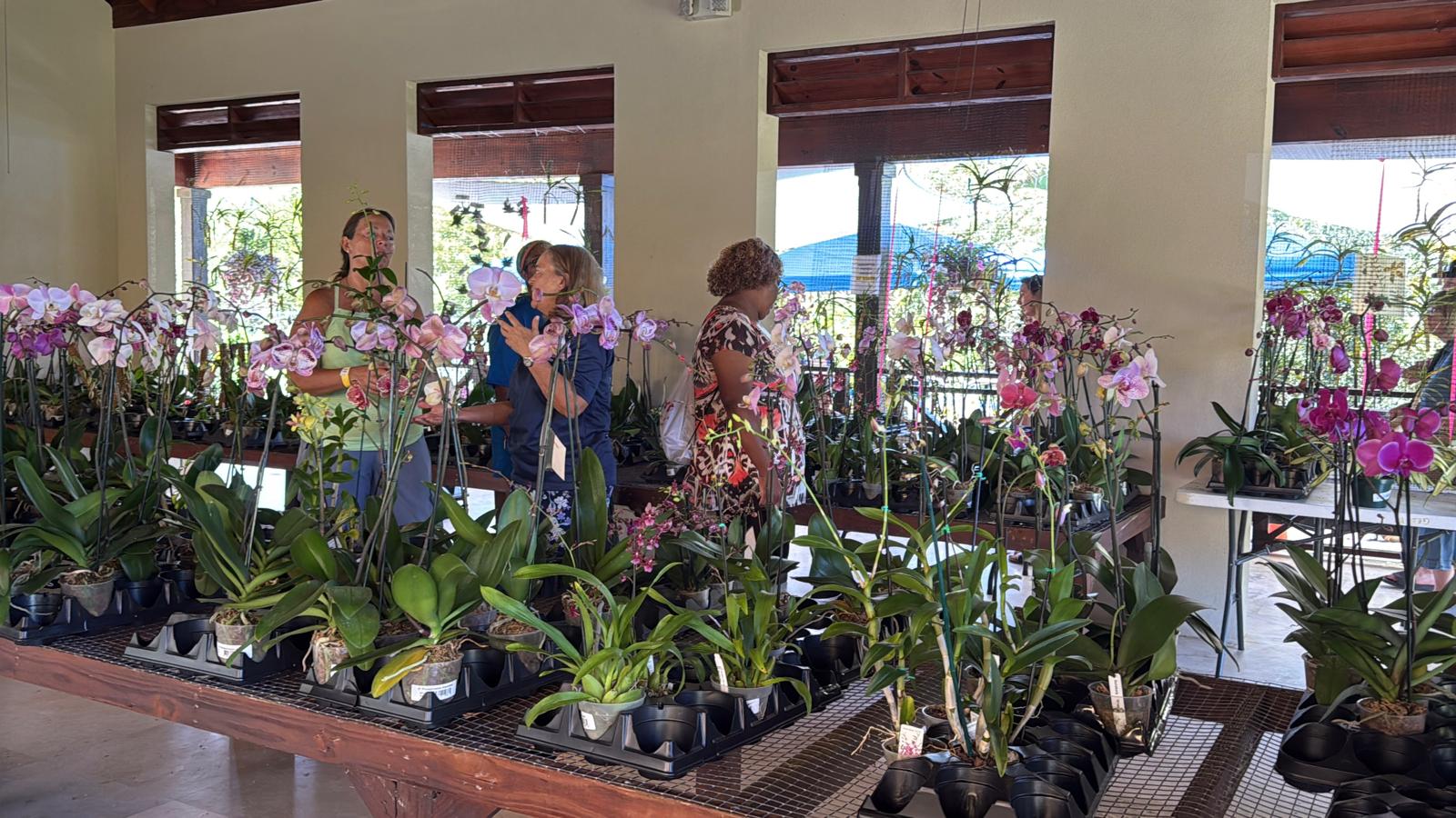 Orchid show attracts appreciative crowds - Cayman Compass