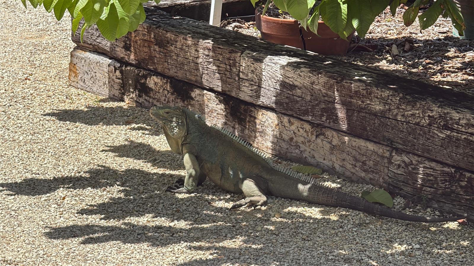 Orchid show attracts appreciative crowds - Cayman Compass